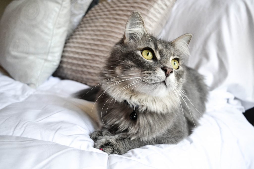 Guide To The Gray/Blue Cat Breed - Fuzzable